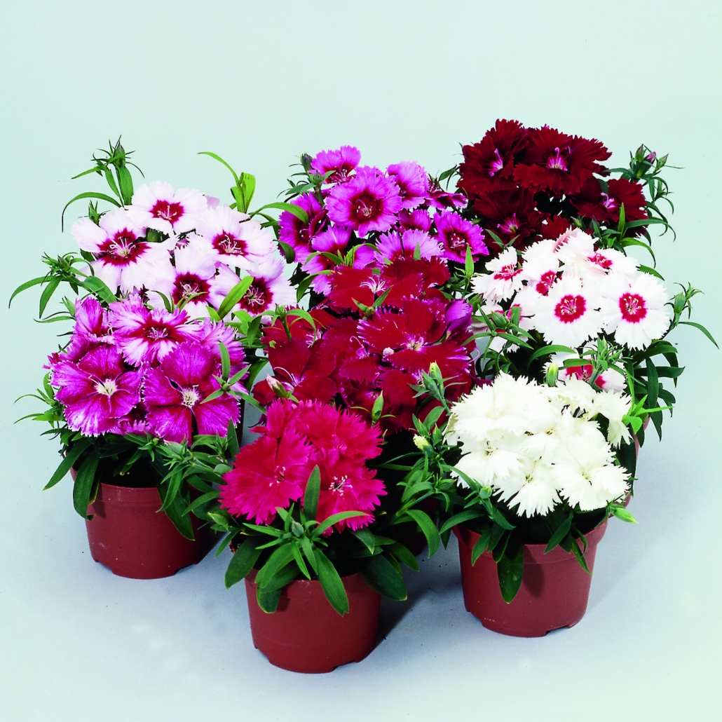 Clavelina Diana – Pasionaria Floricultura