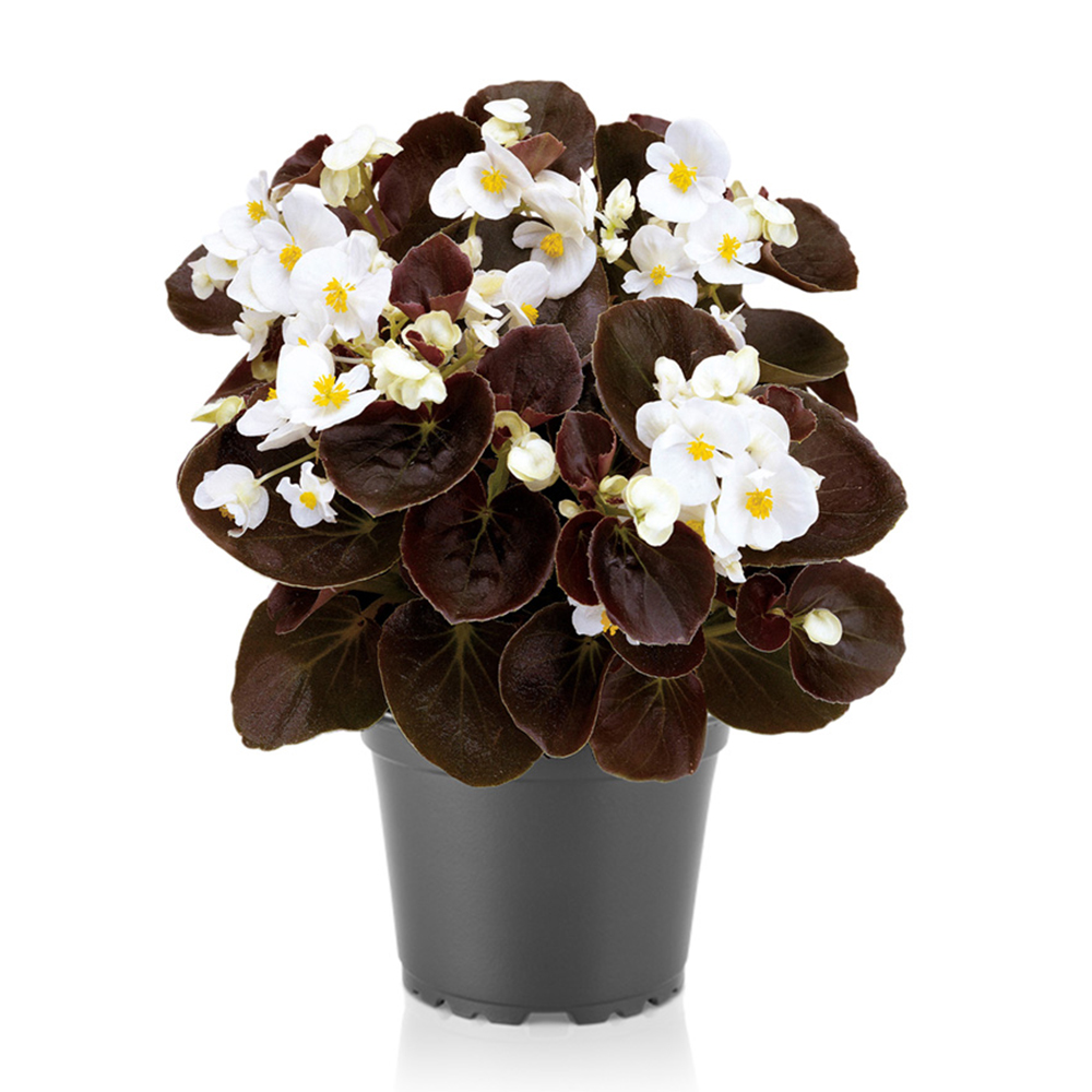 Begonia Senator – Pasionaria Floricultura